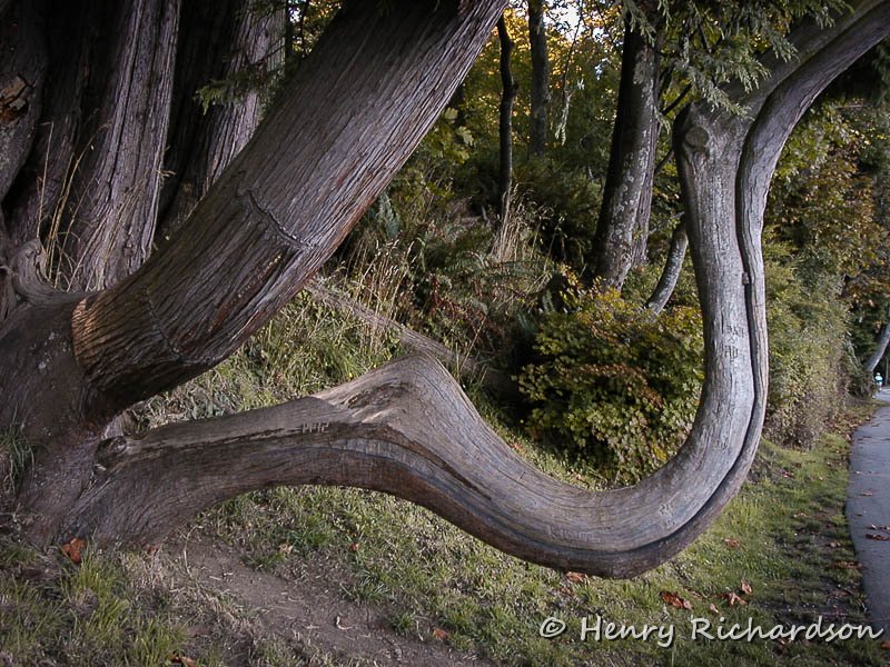 Miscellaneous/stanley-park-bow-tree-2